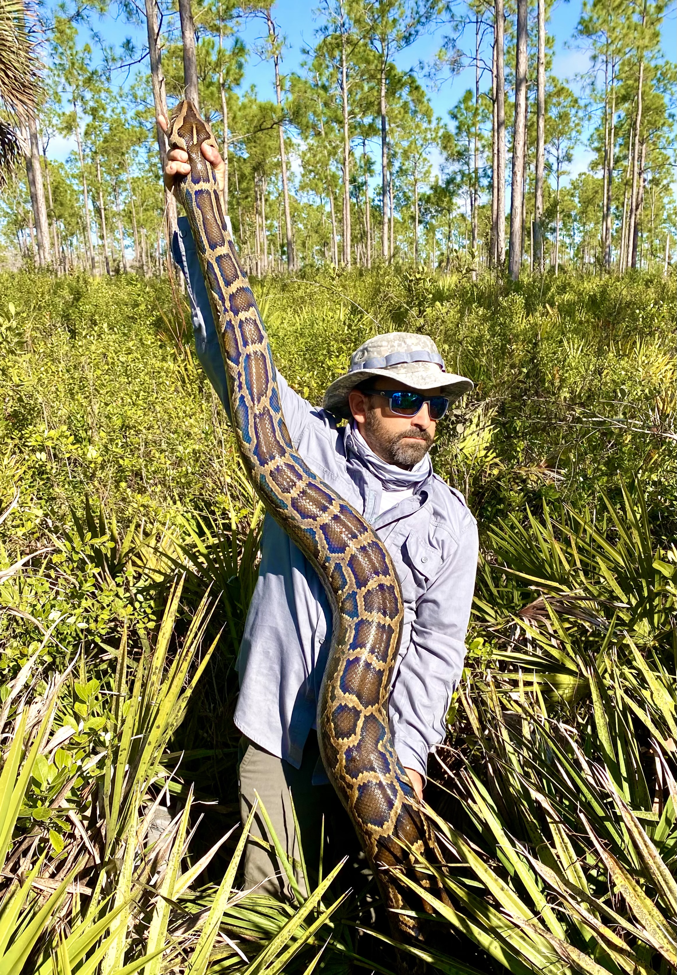 Fighting Florida's Invasive Pythons One Step at a Time