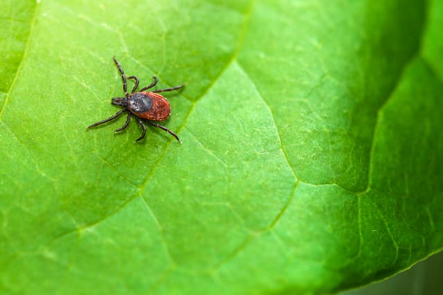 The Best And Worst Way To Remove A Tick the-best-and-worst-way-to-remove-a-tick