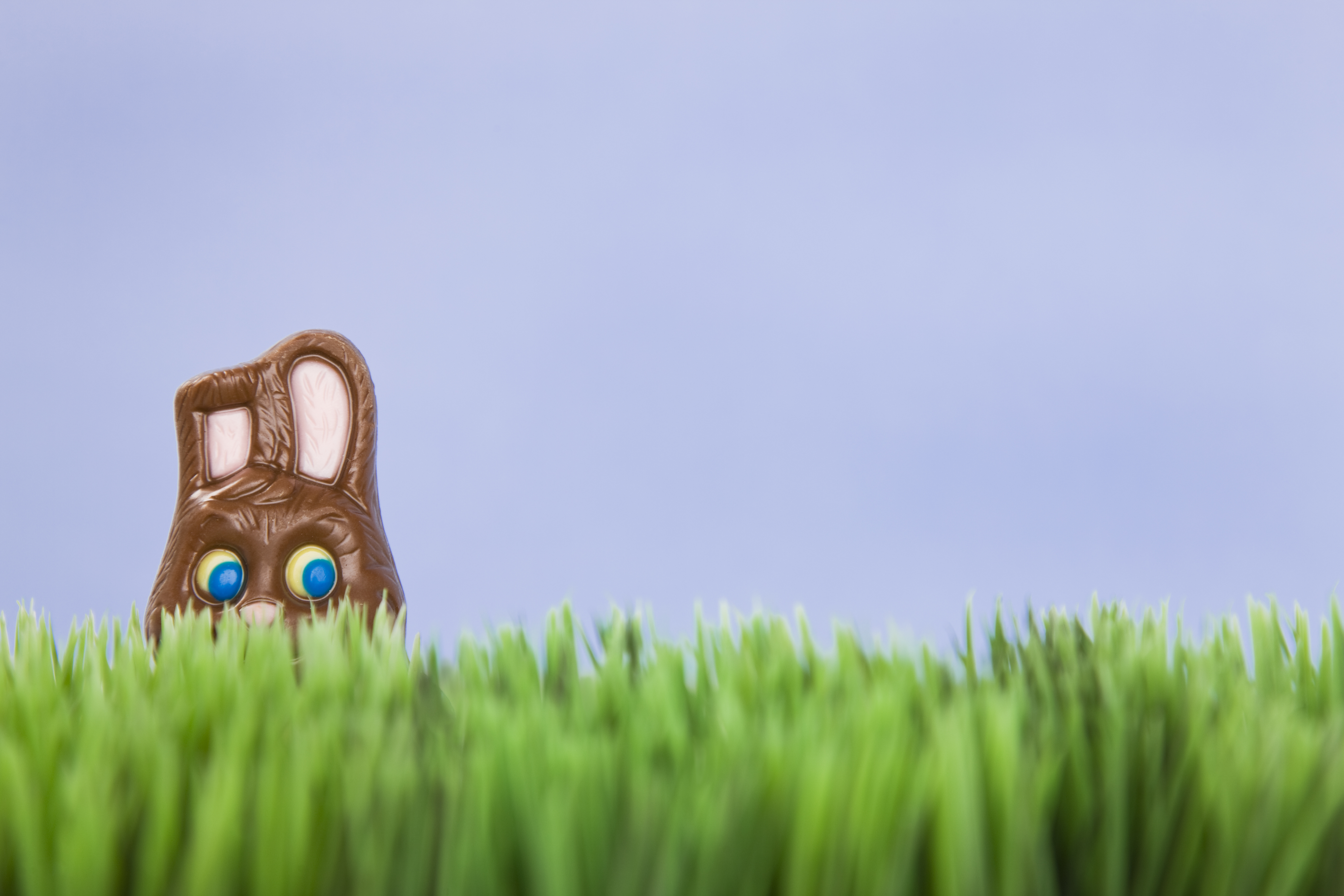 Easter Bunny: The Origins of Easter Day's Rabbit
