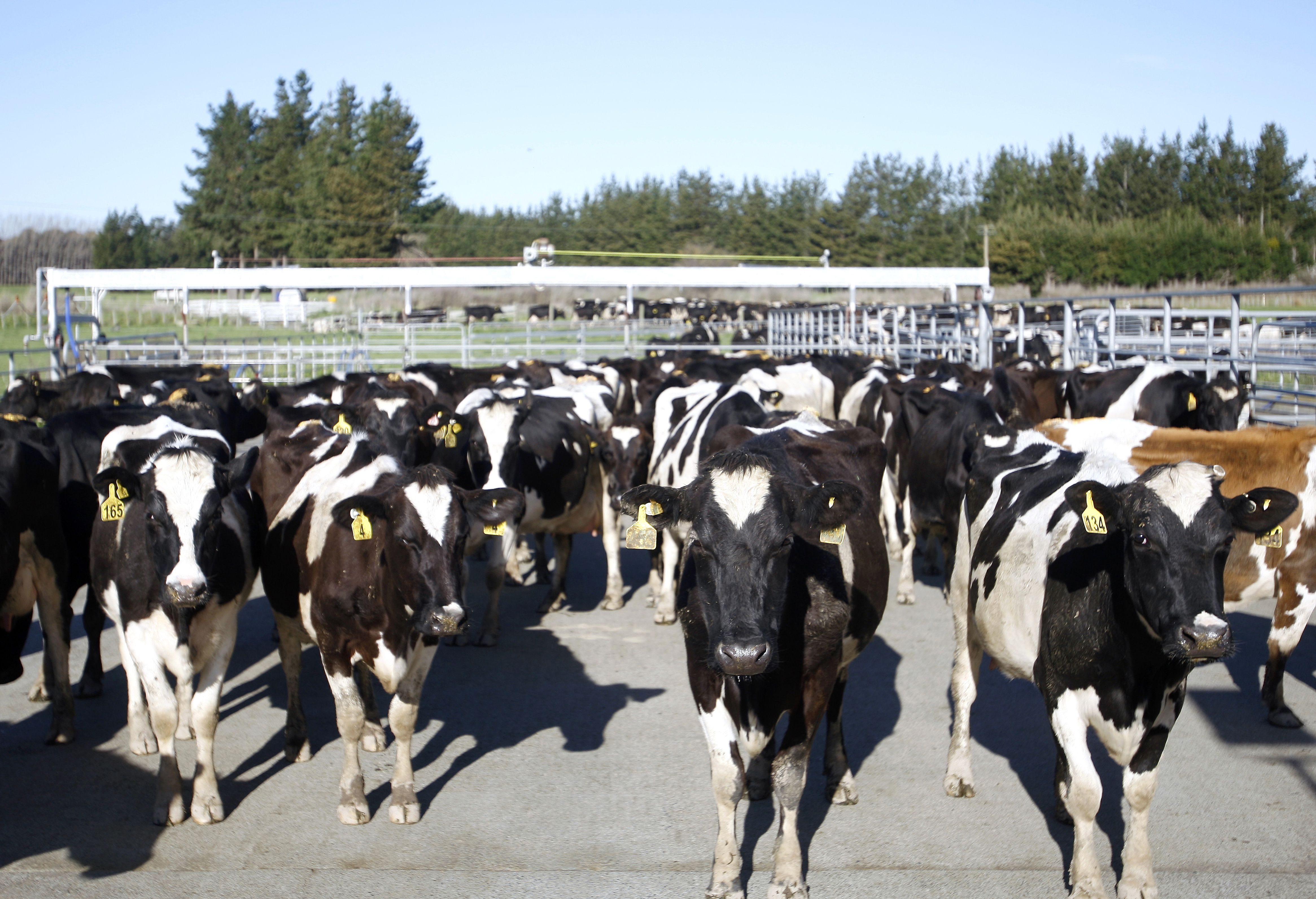500 Cows Stolen From a New Zealand Farm