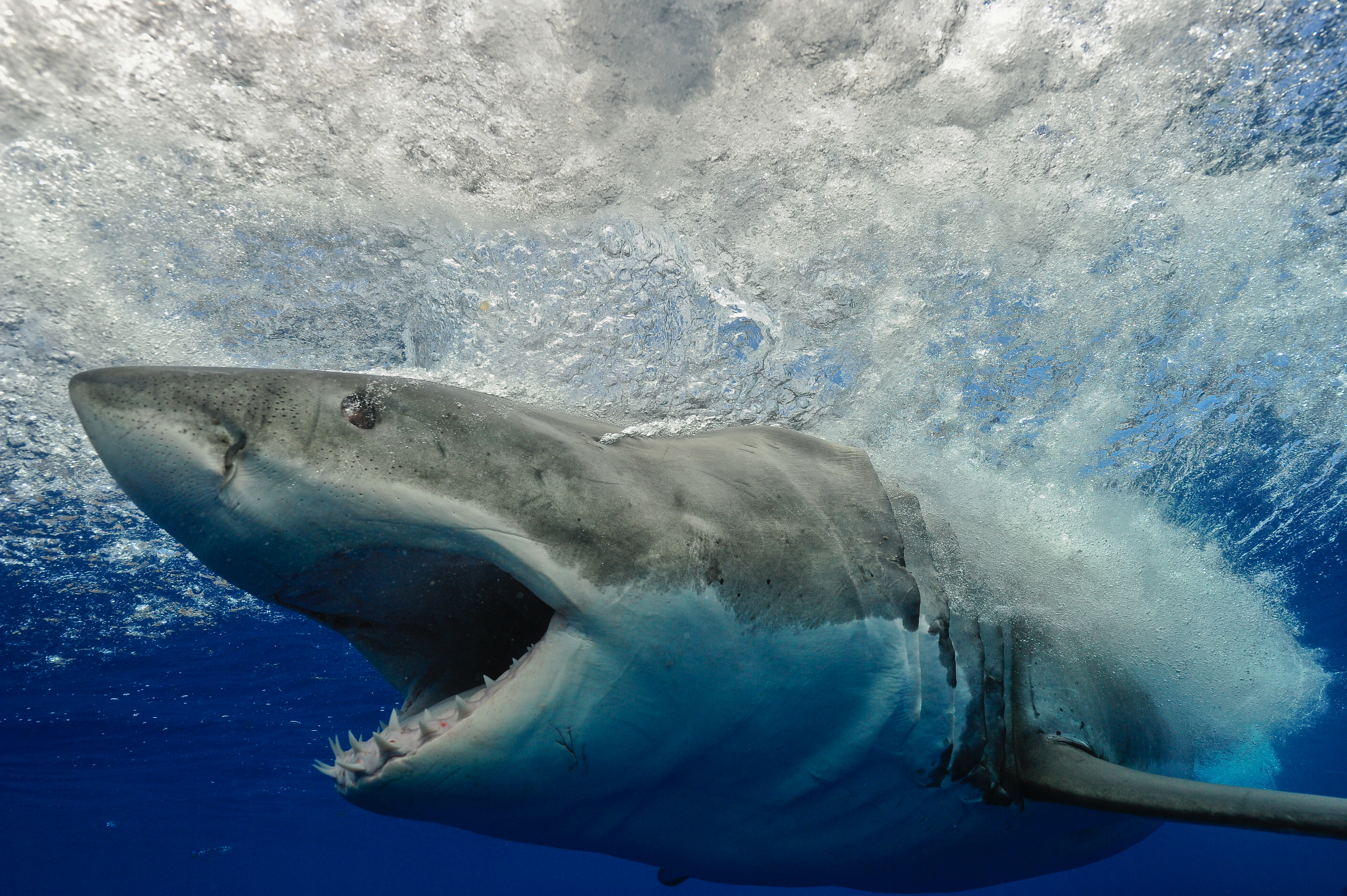 Shark Week: Viral Video of Shark Entering Diver's Cage