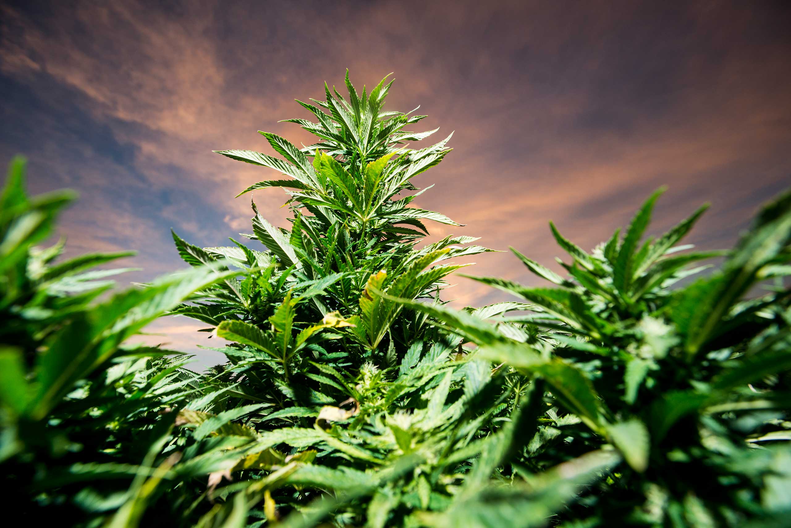 Scientists Detect Cannabis on Pipes Found in Shakespeare's Garden
