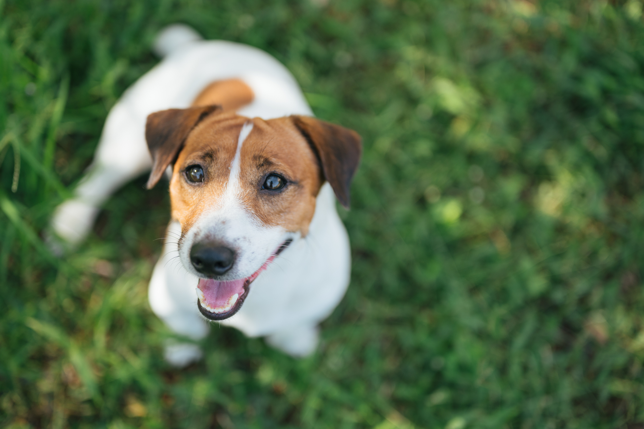 Why Puppies Bark