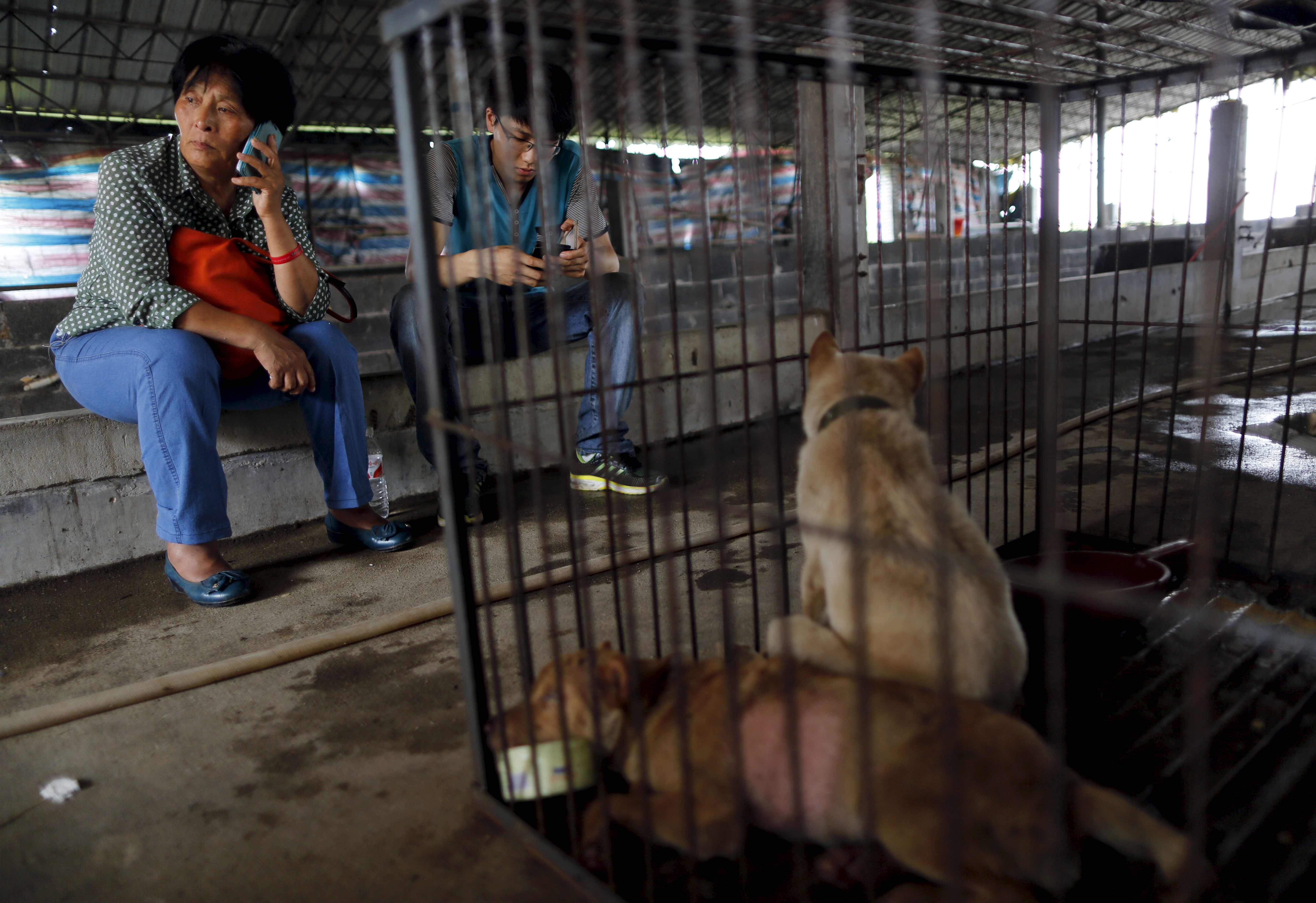 China: Woman Pays $1,000 to Save 100 Dogs at Yulin Dog-Meat Festival