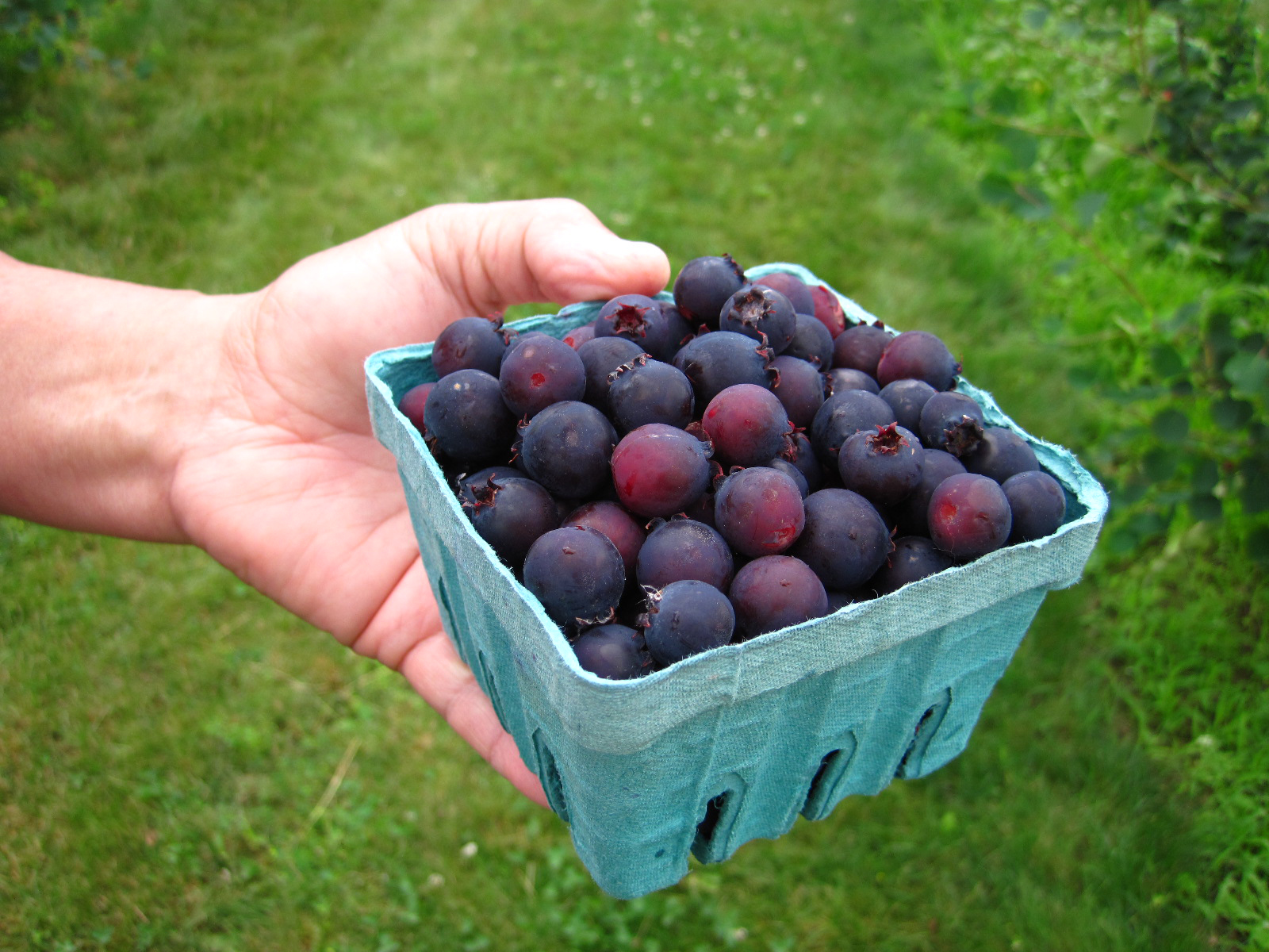 Saskatoon or Juneberry? This Fruit Became an International Incident