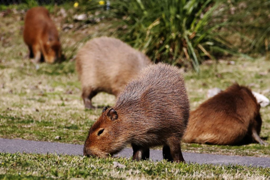 Why Capybaras 'Invaded' a Rich Gated Community in Argentina
